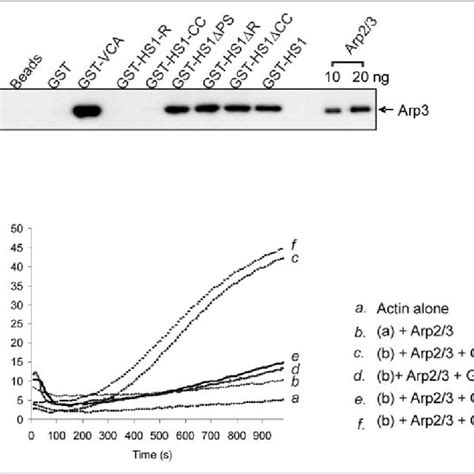 The Cc Motif Is Required For Enhancing Arp2 3 Complex Mediated Actin
