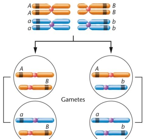 4 Linkage Recombination Mapping Flashcards Quizlet