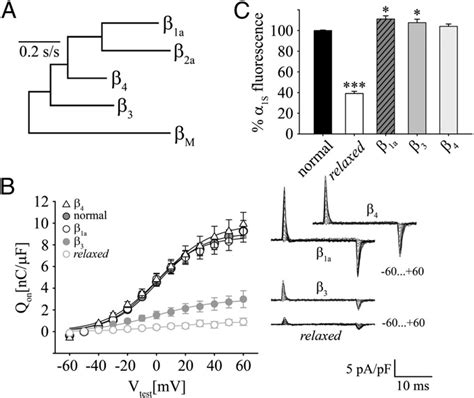 β 3 Expressing Relaxed Myotubes Display A Very Marginal Restoration Of