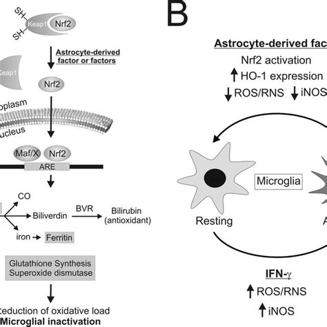 A Schematic Diagram Showing Nrf2 Dissociation From Keap1 And Induction