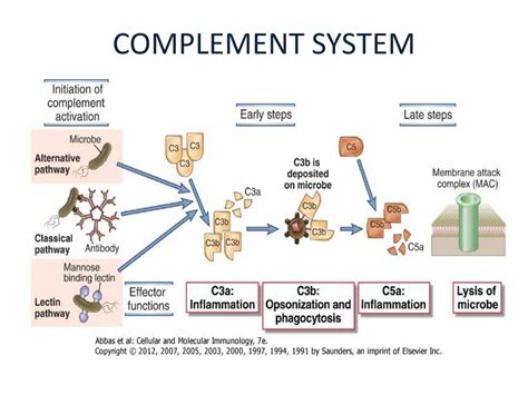 Ppt Complement System Powerpoint Presentation Free Download Id 4273454