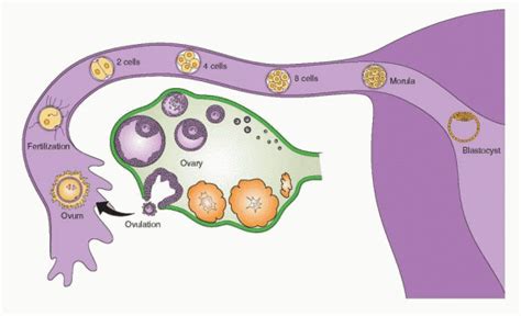 Sperm And Egg Transport Fertilization And Implantation Obgyn Key