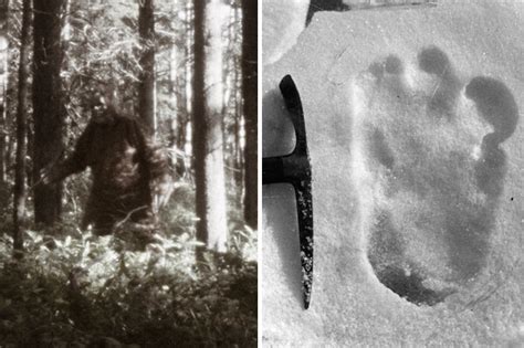 yeti mystery solved experts test dna from abominable snowman daily star