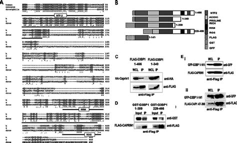G3bp 1 Binds Caprin 1 Through The Ntf 2 Like Domain A Conservation