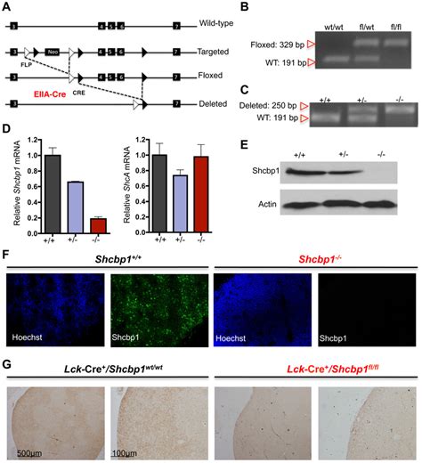Generation Of Mice With Conditional And Global Deletion Of Shcbp1 A