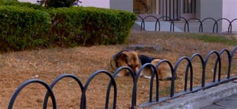 Polícia Civil Instaura Inquérito Para Apurar Casos De Animais