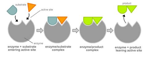 Enzyme Diagram Labeled