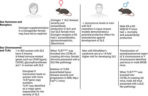 Frontiers Cardiac And Vascular Complications In Lupus Is There A