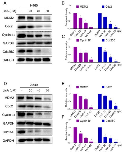 Ijms Free Full Text Licochalcone A Inhibits The Proliferation Of