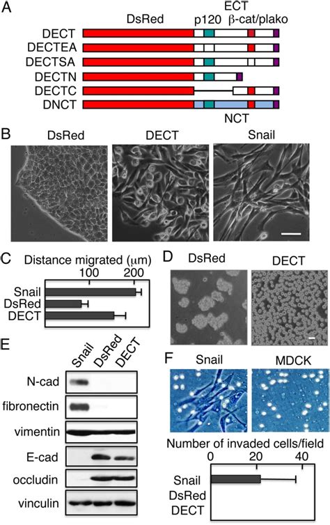 A Schematic Representation Of Dsred Tagged Cadherin Cytoplasmic