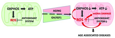 Mitochondria Produce Atp And Reactive Oxygen Species Ros As