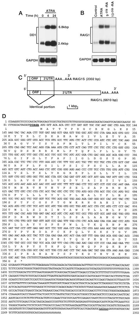 Raig1 A Novel Retinoic Acid Induced Gene A Differentially Expressed