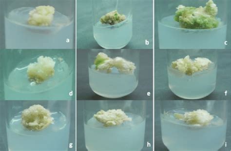 Effect Of 2 4 D On Callus Induction Of Citrus Sinensis L Osbeck In