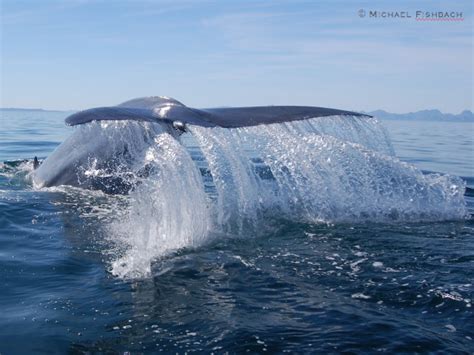 Have We Saved The Whales Save The Whales The Great Whale