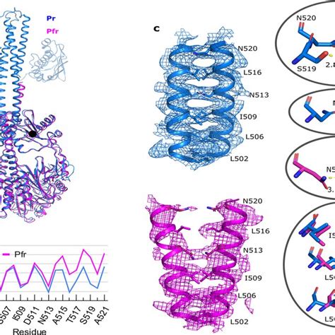 The Structure Of Drbphp Drrr In Pfr A The Reconstructed Electron