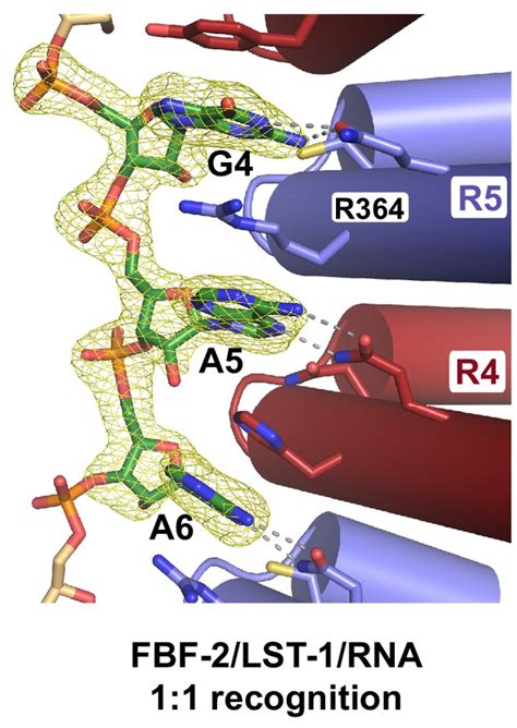Figures And Data In A Crystal Structure Of A Collaborative Rna