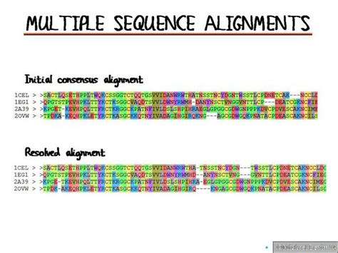 multiple sequence alignments