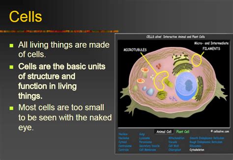Cell Theory24 Cells All Living Things Are Made Of Cells Cells Are The