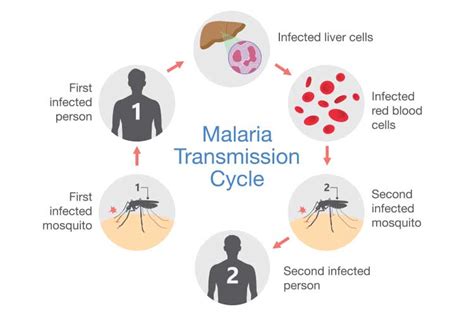 Malaria Symptoms Treatment And Prevention Ausmed