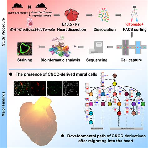 Single‐cell Transcriptomic Landscape Of Cardiac Neural Crest Cell
