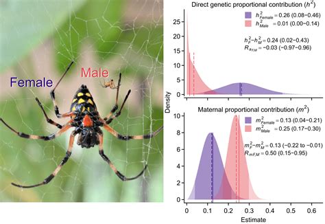 Sex‐specific Trait Architecture In A Spider With Sexual Size Dimorphism