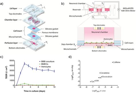 A Schematic Design Of The Microfluidic Bbb‐on‐a‐chip Consisted Of A