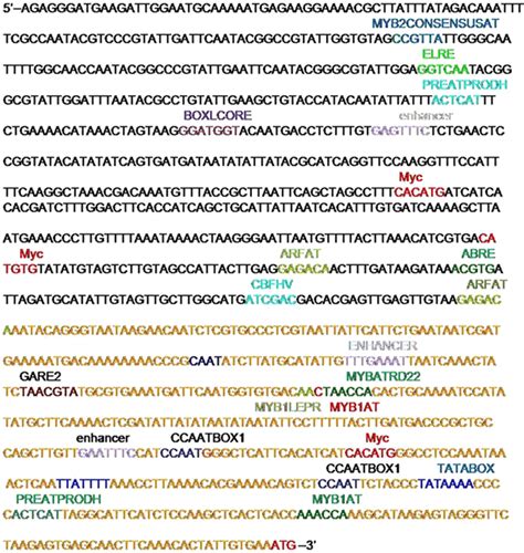 Nucleotide Sequence Of Cchyprp Promoter Region Different Putative