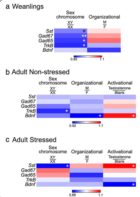 Heatmap Representation Of Basolateral Amygdala Gene Expression Results