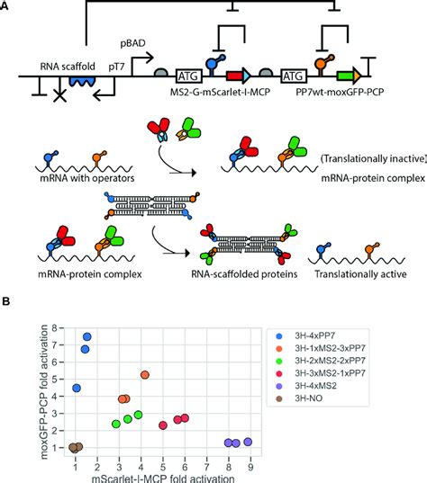 Ms2 And Pp7 Aptamer Copy Number Determine Relative Protein Expression