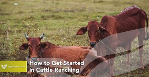 How To Get Started In Cattle Ranching Agriculture Loan