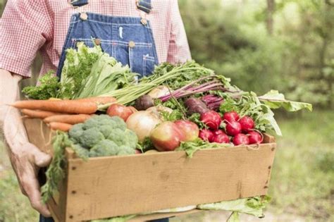 Cultiva Tus Propios Alimentos Y ‘libérate