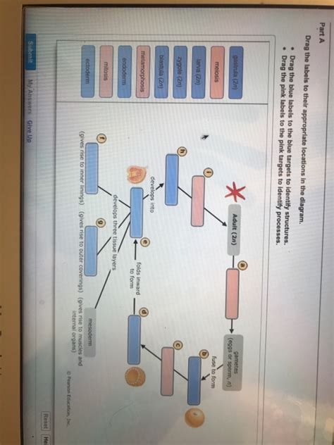 Solved Part A Drag The Labels To Their Appropriate Locations