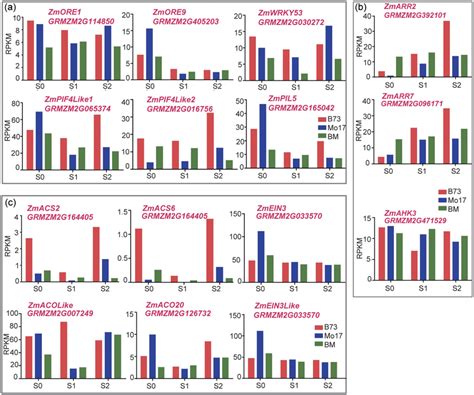 Expression Levels Of Senescence Associated Genes A Expression Levels