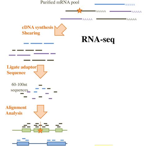 科学网—rad Seq Rad Seq For Mrna Erad Expression Rad 简建波的博文