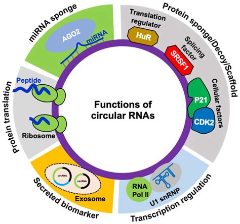 Ncrna Free Full Text Emerging Role Of Circular Rna Protein Interactions