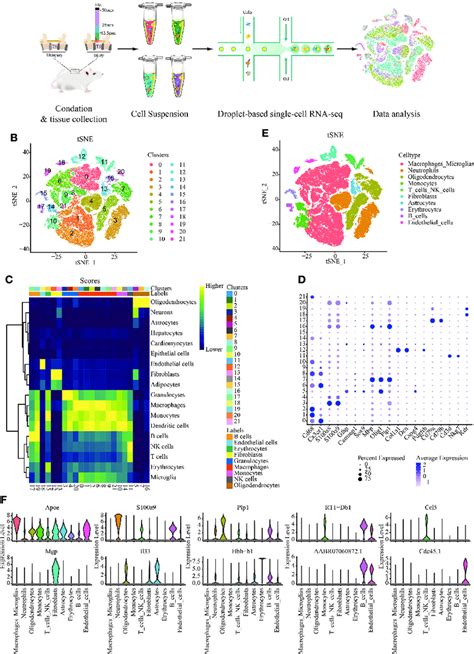 single cell data set with reduced dimension clustering and cell type