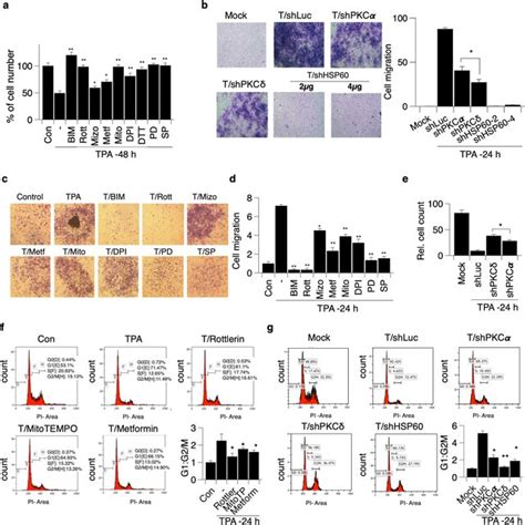 Tpa Induced Mitochondria→ Cytosol Translocation Of Hsp60 Associated