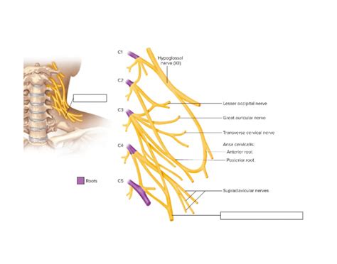 Ansa Cervicalis Anatomie Klinik Kenhub 59 Off