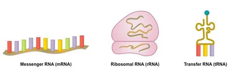 What Are The Different Types Of Rna