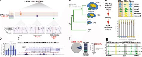 Strategies To Identify Human Specific Enhancers A Methodology Used To