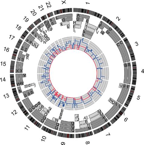 3 Circos Plot Of The Hcc1187 Genome Chromosome Ideograms Around The