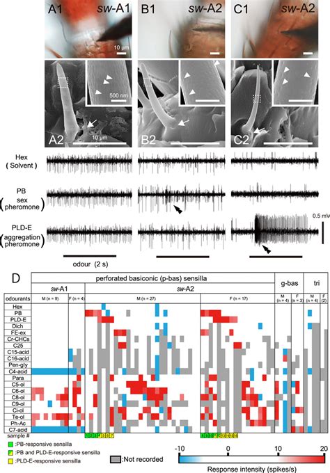 olfactory responses of single sensilla on the nymphal antennae a c