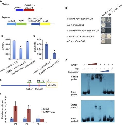 Cswip1 Cmwip1 Directly Regulate Csaco2 Cmaco3 A Schematic Diagram Of