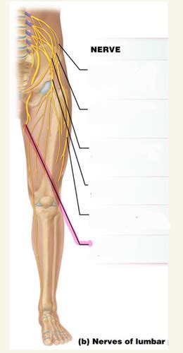 Lumbar Plexus Nerve Diagrams Flashcards Quizlet