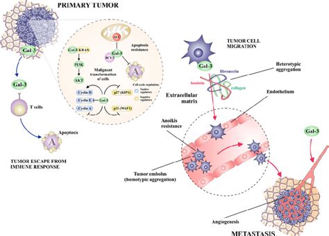 The Role Of Tumor Cell Associated Galectin 3 In Malignant Download