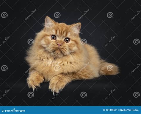 Gorgeous Red British Longhair Cat Kitten Isolated On Black Background