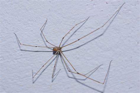 Do Spiders Not Like Perfume At Mitsuko Glenn Blog