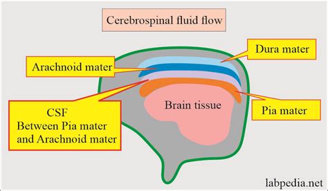 Cerebrospinal Fluid Analysis Part 1 Cerebrospinal Fluid Csf