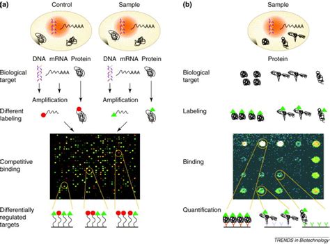 Protein Microarray Technology Trends In Biotechnology