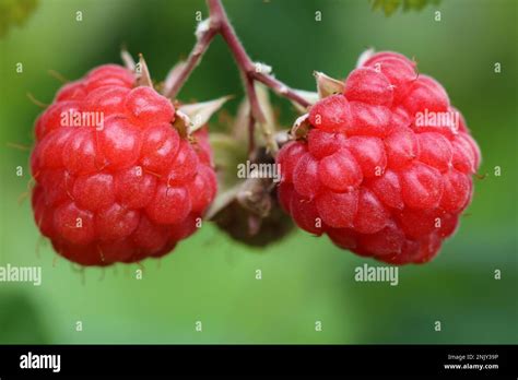 European Red Raspberry Rubus Idaeus Red Raspverries On A Bush Stock
